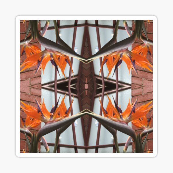 "Streetwise Strelitzias - Birds of Paradise in CPD, nipaluna/Hobart ...