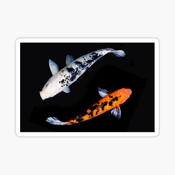 "Koi Fish Equilibrium " Sticker by TheRedBoxx | Redbubble