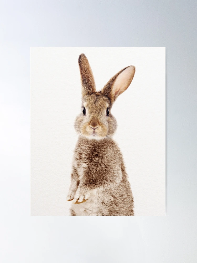 Le Panneau D'affichage Du Lapin Brun Panneaux En Bois De Lapin