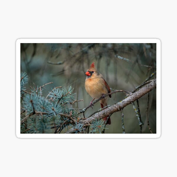 "Female Northern Cardinal " Sticker for Sale by jaydee1400 | Redbubble