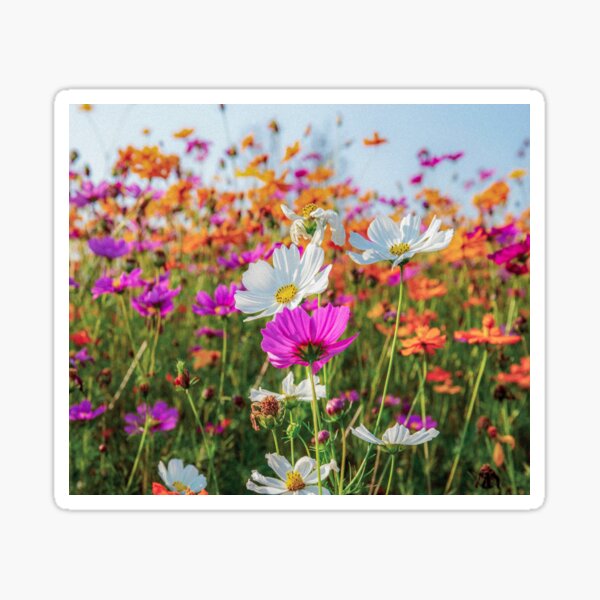 " Awesome View of Colorful Cosmos Flower Field " Sticker for Sale by ...