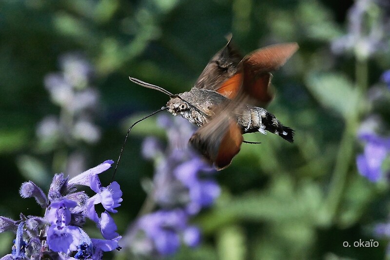 "New Finition r1601/ Most Beautiful Photos THE SPHINX (butterfly) Never ...