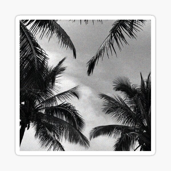 "Black and White Palm Trees" Sticker by Zetsmo | Redbubble