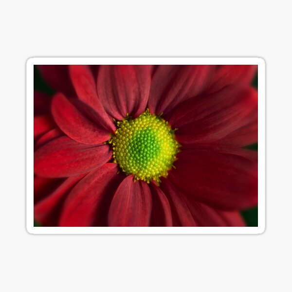 "Red Daisy Gerbera" Sticker by adrianbrockwell | Redbubble