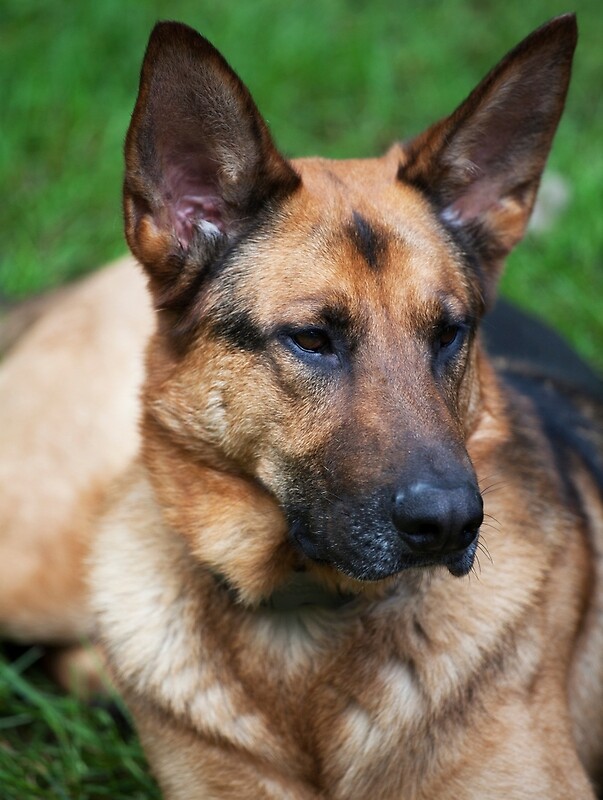 "Max the German Shepherd" by BertramSales | Redbubble