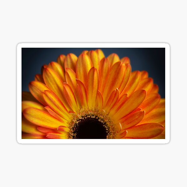 "Orange Gerbera Flower" Sticker for Sale by adrianbrockwell | Redbubble