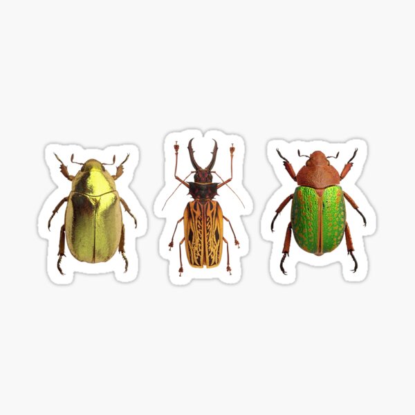 "Bug Beetle Insects Species Coleoptera Beetles Animals Colorful ...