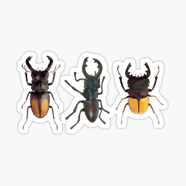 "Beetles Beetles Insects Species Coleoptera Beetles Animals colorful 1 ...