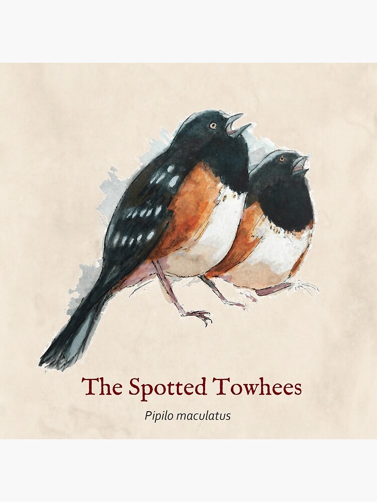 "Spotted Towhees" Poster for Sale by flamingmuffinz | Redbubble