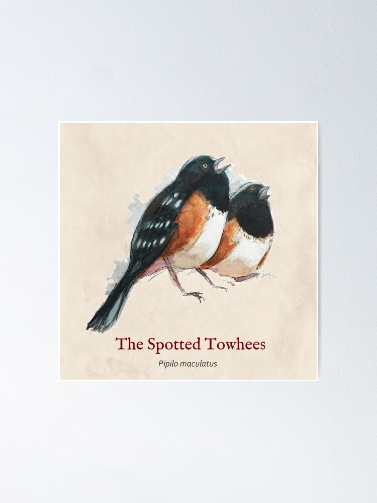 "Spotted Towhees" Poster for Sale by flamingmuffinz | Redbubble