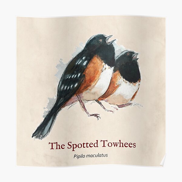 "Spotted Towhees" Poster for Sale by flamingmuffinz | Redbubble