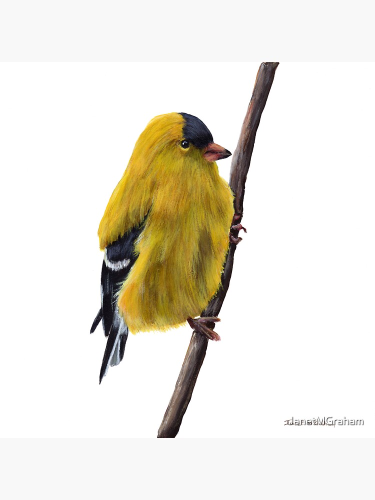 "American Goldfinch Bird" Sticker for Sale by JanetMGraham | Redbubble