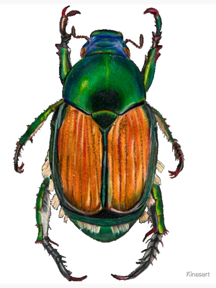 "Realistic Beetle Drawing" Poster for Sale by Kinasart | Redbubble