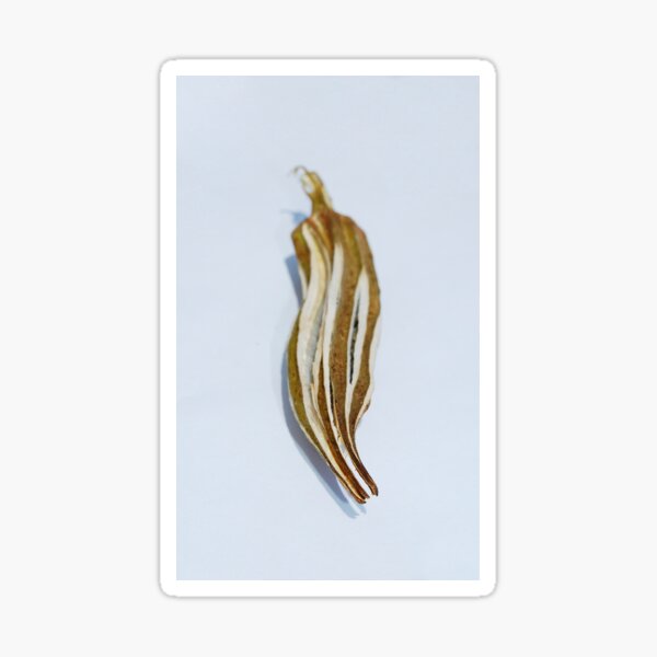 "Dried Okra Pod" Sticker for Sale by jojobob | Redbubble