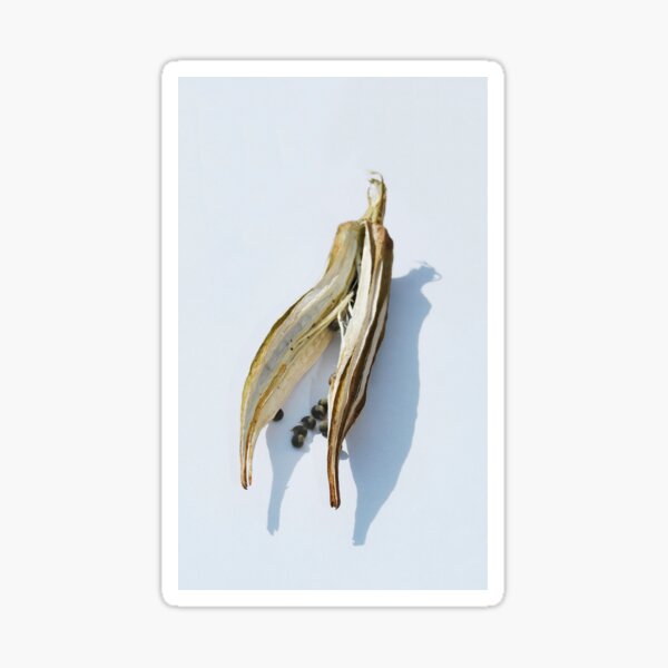"Dried Okra Pod" Sticker for Sale by jojobob | Redbubble