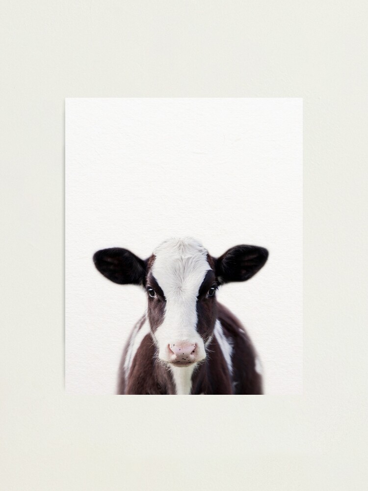 Lámina fotográfica «Baby Cow, Baby Animals Lámina de Synplus» de ...