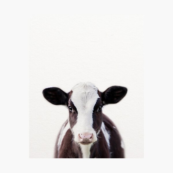 Lámina fotográfica «Baby Cow, Baby Animals Lámina de Synplus» de ...