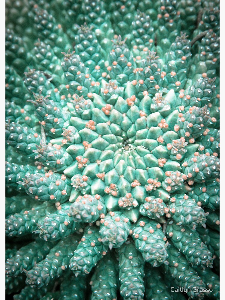 "Blooming Geometry" Sticker for Sale by CaitlynGrasso | Redbubble