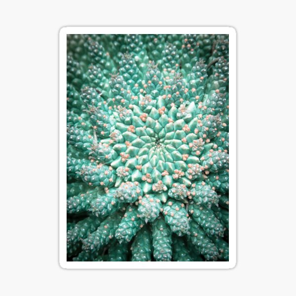 "Blooming Geometry" Sticker for Sale by CaitlynGrasso | Redbubble