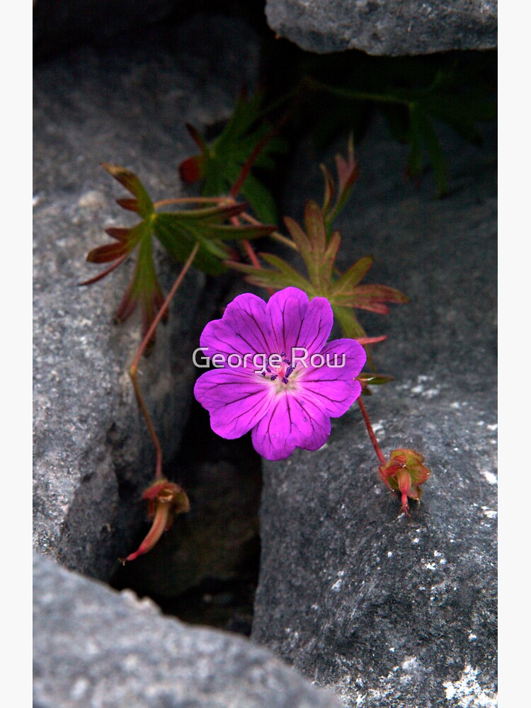 "Bloody Cranesbill, Dun Aengus, Inishmore" Sticker by VeryIreland ...