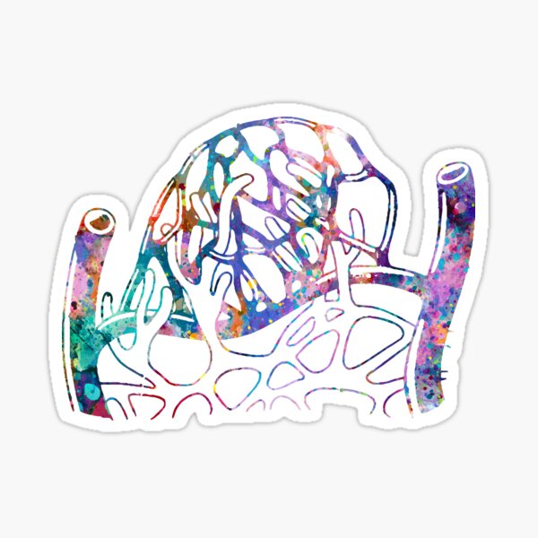 "Lymph Capillary Tissue Cells" Sticker for Sale by EvasDreams | Redbubble