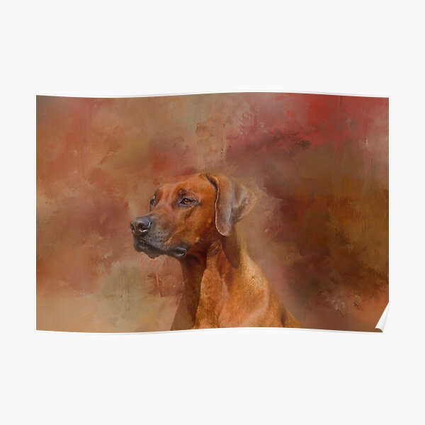 "Rhodesian Ridgeback" Poster by fineart2017 | Redbubble