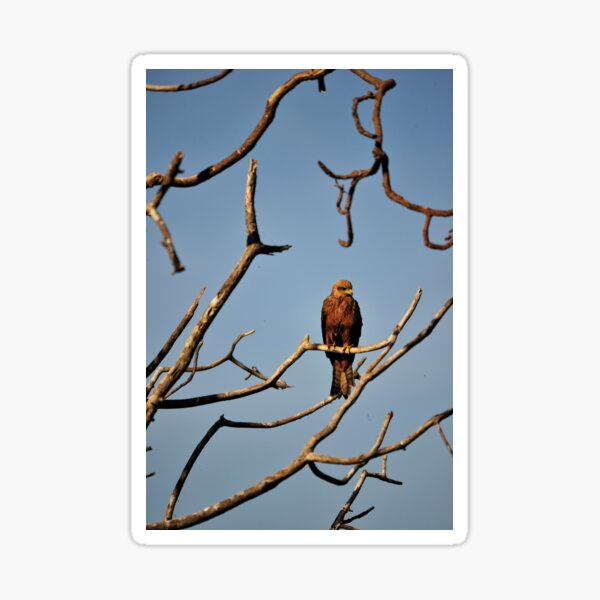 ""Observer"" Sticker for Sale by AndreasKoerner | Redbubble