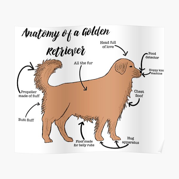 Póster «Anatomía de un golden retriever» de Dandeliondogs | Redbubble