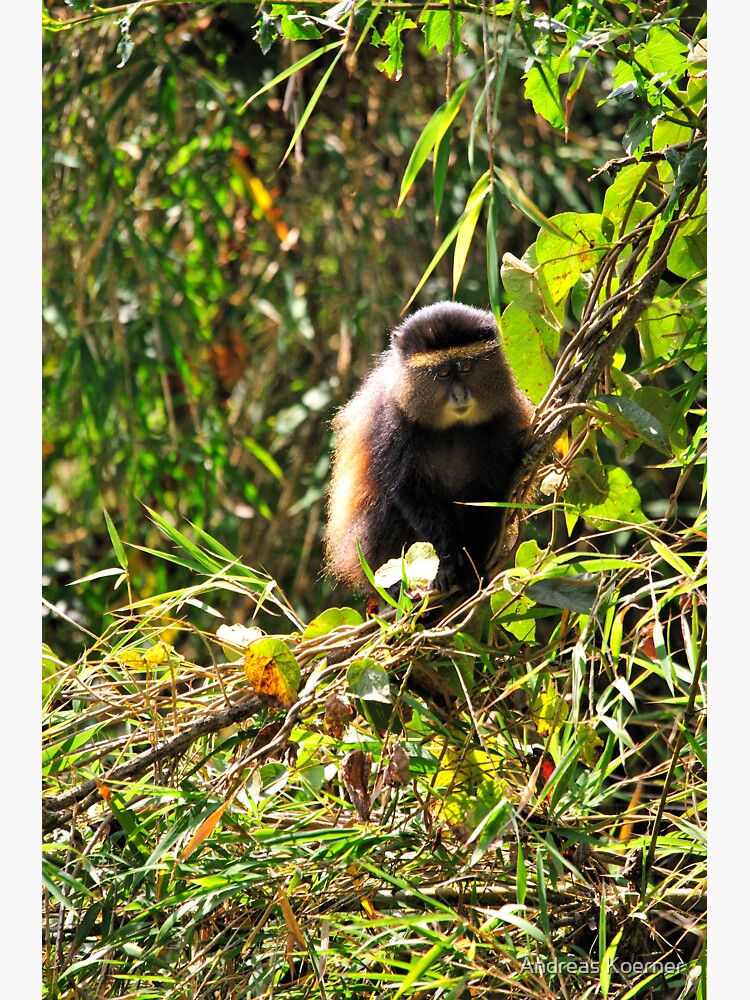 ""Who is he?"" Sticker by AndreasKoerner | Redbubble