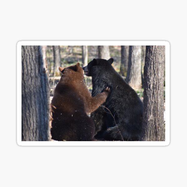 "American Black Bear Hug" Sticker for Sale by NottingHill | Redbubble