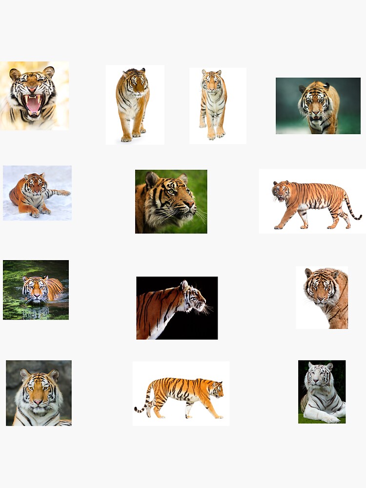 "Tiger sticker pack" Sticker by Cafecreative | Redbubble