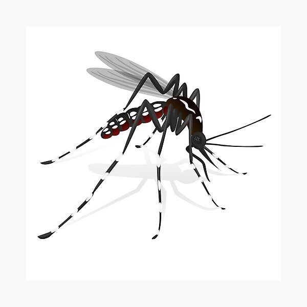 Lámina fotográfica «Naturaleza, zancos de mosquitos Aedes aegypti ...