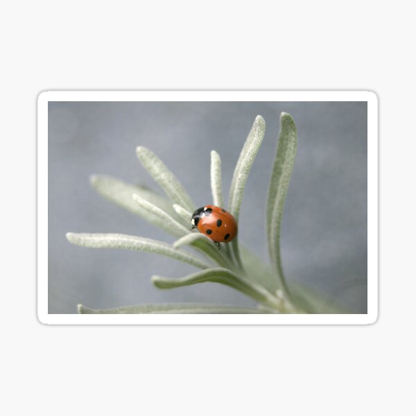 "Ladybird" Sticker for Sale by menuda | Redbubble