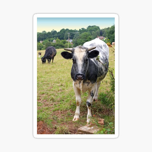 "Black and White Cow" Sticker for Sale by pinkal | Redbubble