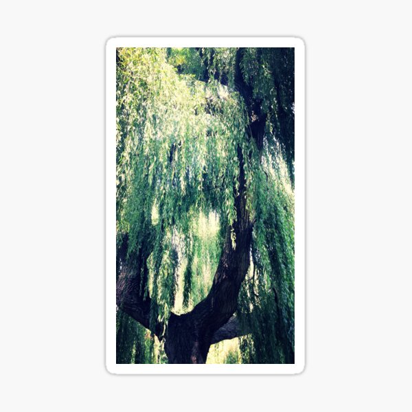 "willow tree" Sticker for Sale by FreyaCariad97 | Redbubble