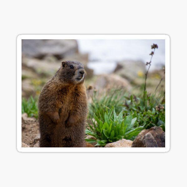 "Standing Marmot 3" Sticker for Sale by photosbyalexis | Redbubble