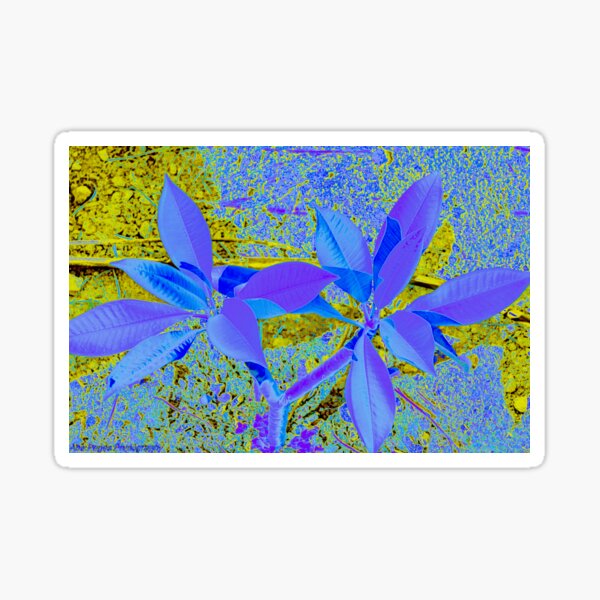 "Plumeria plant in infrared" Sticker for Sale by 3bamboosticks | Redbubble