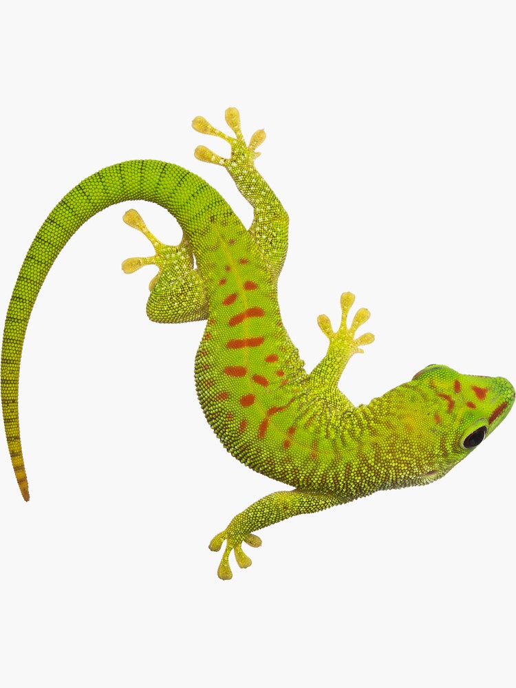 "Giant Day Gecko" Sticker for Sale by ThorHakonsen | Redbubble