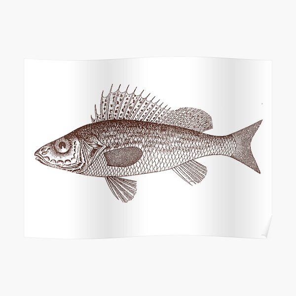 "Vintage fish etching illustration" Poster for Sale by Ankerd | Redbubble