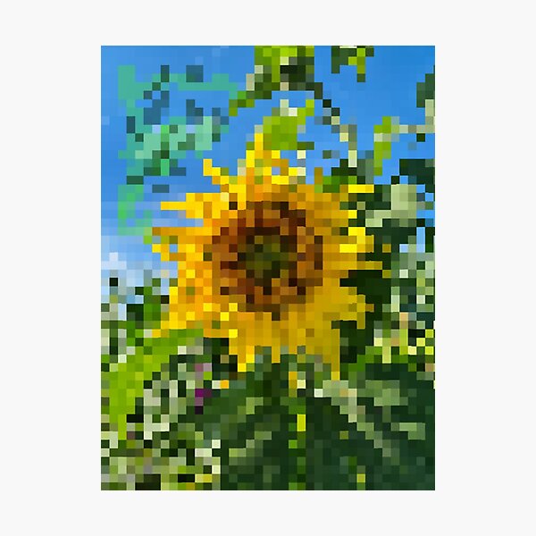 "Pixel Sunflower, Pixel Sonnenblume. " Photographic Print by Niko300312 ...
