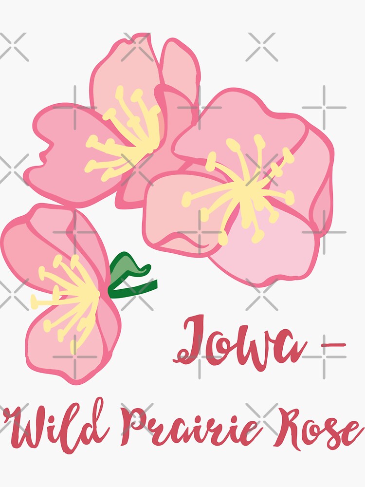 "Iowa State Flower - Wild Prairie Rose" Sticker for Sale by ...
