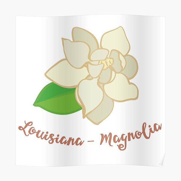 "Louisiana State Flower - Magnolia" Poster for Sale by choisanezine ...