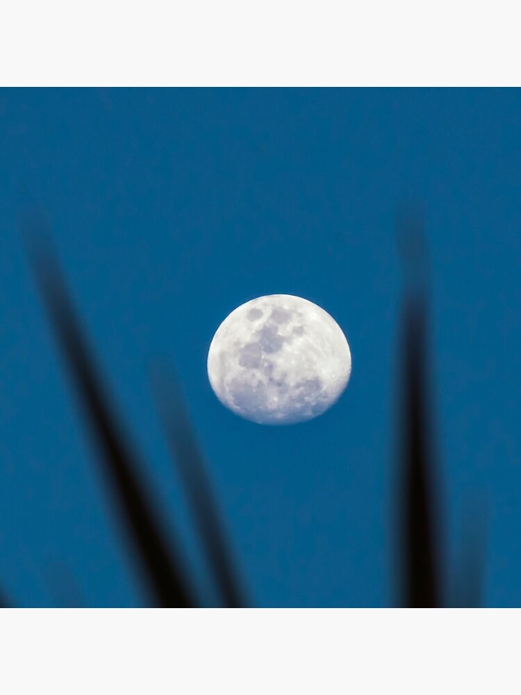 "Moon Rising Through The Canopy" Sticker for Sale by Geoff79 | Redbubble