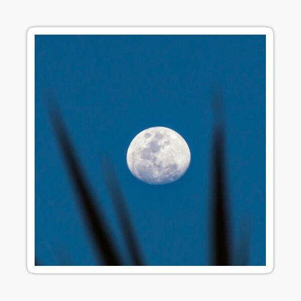 "Moon Rising Through The Canopy" Sticker for Sale by Geoff79 | Redbubble