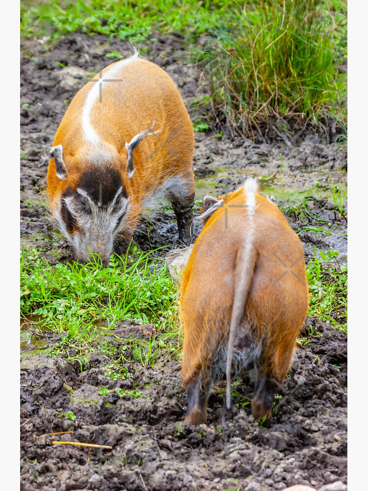 "Coming and going Red River Hogs" Sticker by Dalyn | Redbubble