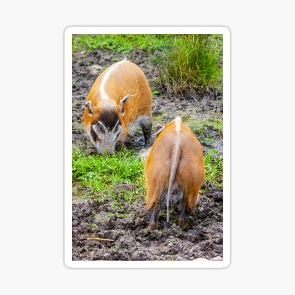 "Coming and going Red River Hogs" Sticker by Dalyn | Redbubble