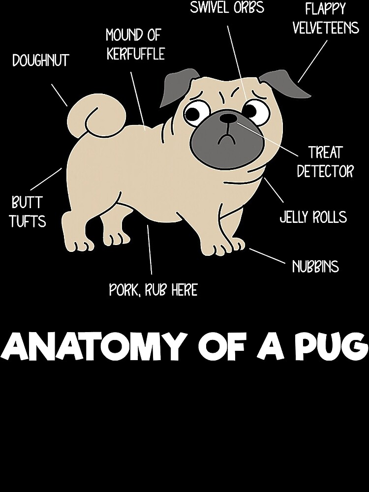 Lámina fotográfica «Anatomía de un Pug - Partes del cuerpo de un perro ...
