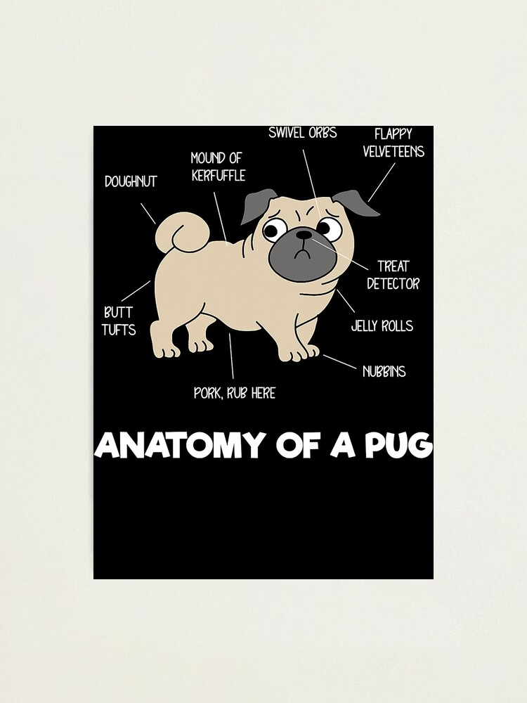 Lámina fotográfica «Anatomía de un Pug - Partes del cuerpo de un perro ...