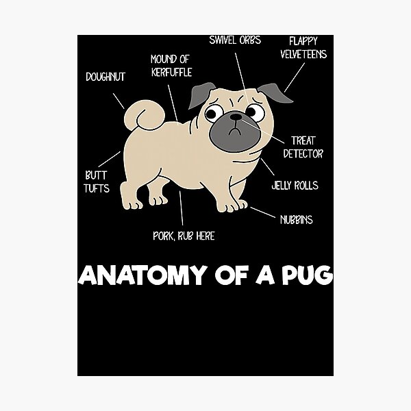 Lámina fotográfica «Anatomía de un Pug - Partes del cuerpo de un perro ...
