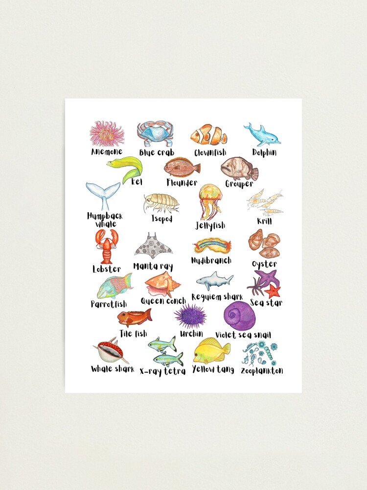 "A to Z Sea Life Ocean Animals Alphabet ABC" Photographic Print for ...